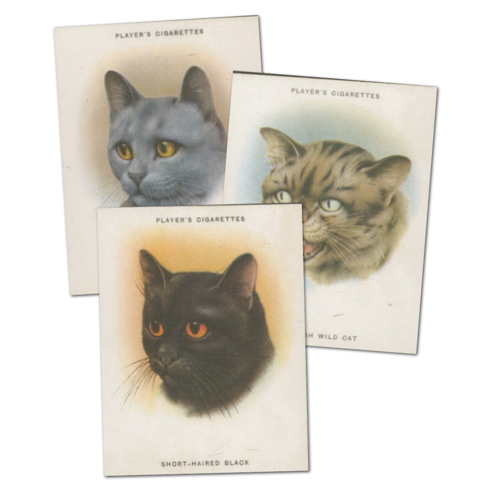 Cats - Players (L24)